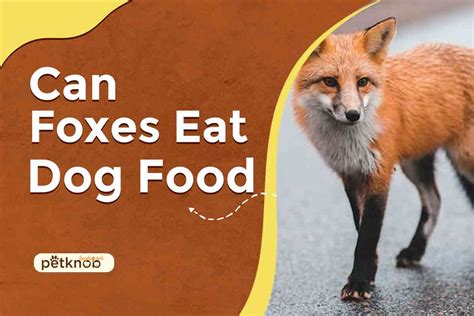 Do Foxes Eat Fish Benefits How To Catch 2023