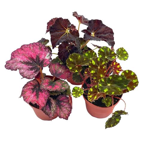 Details 100 Imagen Begonia Rex Exterior Abzlocal Mx