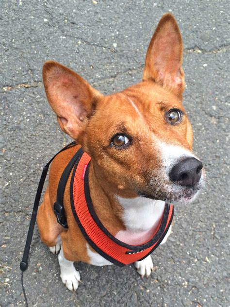El Basenji una raza africana con miles de años
