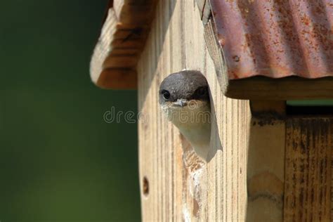 Nesting Tree Swallows Stock Image Image Of Tree Nature 144507391