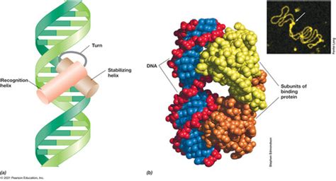 Micro Ch 7 Flashcards Quizlet Micro Ch 7 Flashcards Quizlet