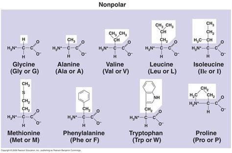 Amino Acids Flashcards Quizlet