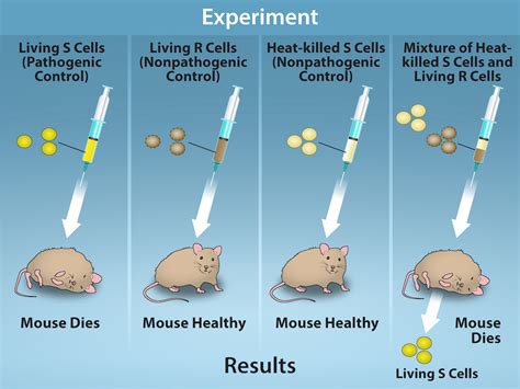 Bacterial Transformation Lab Results