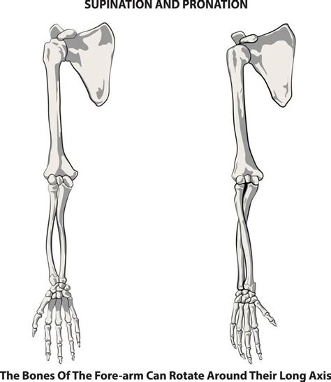 The Bones Of The Arm And Forearm Are Shown In Two Different Views One