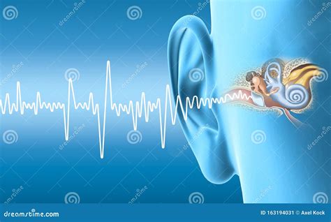 Human Ear Anatomy Medically 3d Illustration Stock Illustration