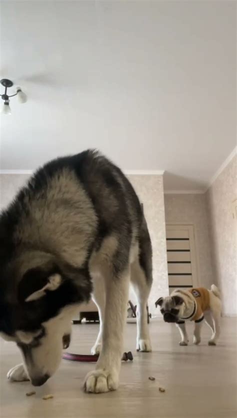 жизньссобакой собакадруг собака путешествия Pug Pets Cute Puppy