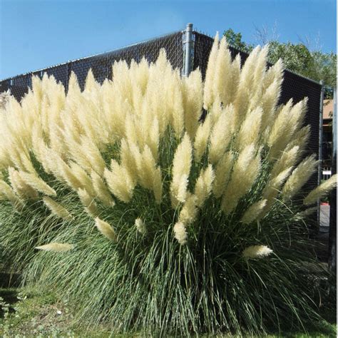 Cortaderia Selloana ~ Pampas Grass Hahira Nursery