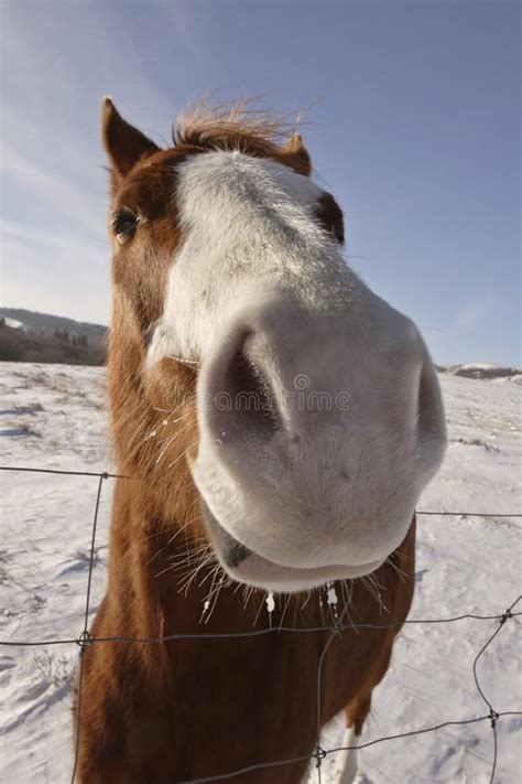 лошадь S глаза крупного плана Стоковое Фото изображение насчитывающей лошадь снаружи 11839592