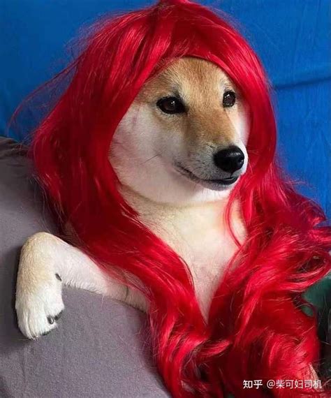 为啥狗市能把上万的柴犬卖到几百块钱 知乎