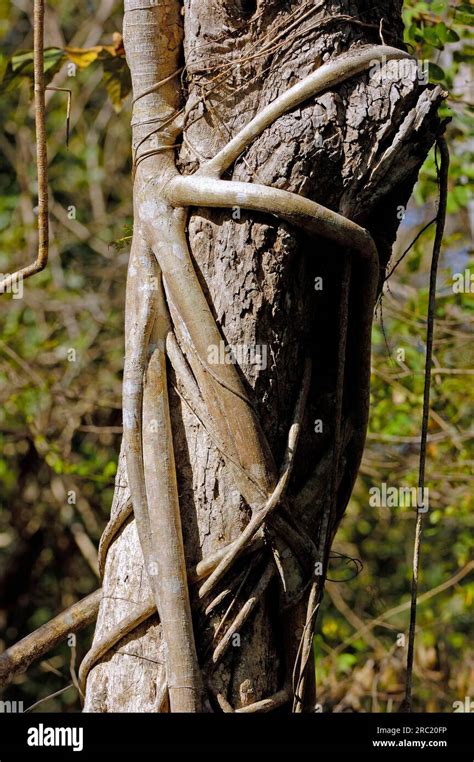 Tree With Curtain Fig Tree Florida Strangler Fig Ficus Aurea Brazil