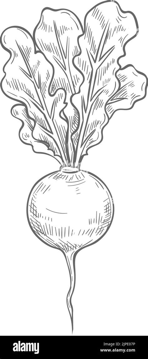 Whole Beet Root With Leaves Isolated Monochrome Sketch Vector Hand Drawn Radish Beetroot Food