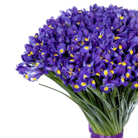101 фиолетовый ирис | Flowerkiss