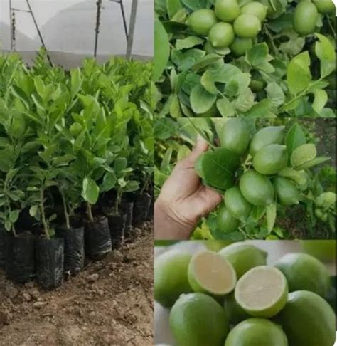 Gaja Nimbu At ₹ 100piece In Gundlupet Id 2854306498073