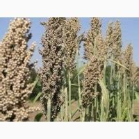 Сорго: купити сорго, продаж сорго гуртом (оптом) — Agro-Ukraine