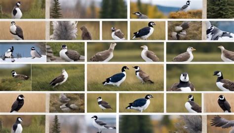 Top 15 Types Of Birds In Canada With Pictures Fly Aviary