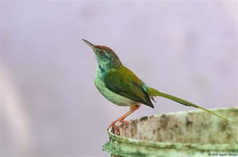 Common Tailorbird Orthotomus Sutorius Artofit