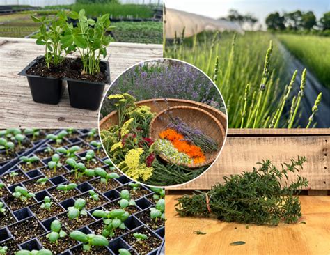 Herb Bundles The Farm On Central