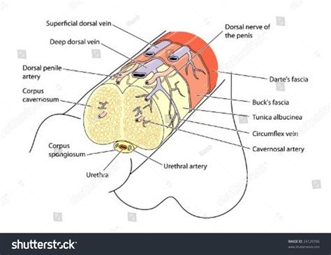 Anatomy Of Penis Labeled Stock Vector Illustration 24129706