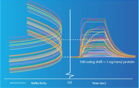 Figure 5 From Why Perform Epitope Binning Semantic Scholar