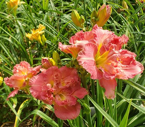 Earthly Treasures Daylily Garden - SILOAM OLIN FRASER