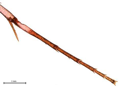 Comparison Of Metathorax Of Melitara Prodenialis And Cactoblastis Cactorum