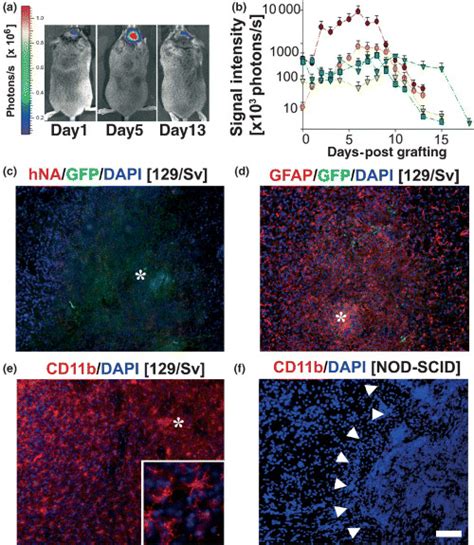 In Vivo Monitoring Of Luc Hesc Derived Neural Precursors In 129sv