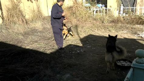 مزرعة ابو شوارب الجريصي كلاب ولف دوك Youtube