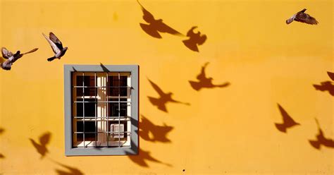 Contracture Deformity Causes Treatment And Prevention