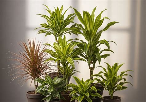 Complete Guide To Song Of India Dracaena Care And Growth