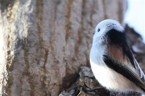 シマエナガ By Masa C （id：8394875） 写真共有サイトphotohito