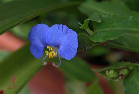 Fotografía Santa Lucía De Carmen Iarzábal En
