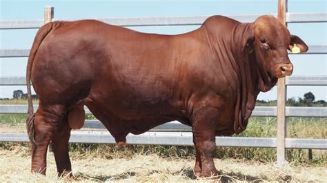 Droughtmaster Bull Breaks Breed World Record Selling For 220000 At Central Queensland