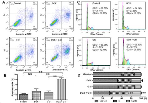 Gsi Promotes Apoptosis And Cell Cycle Arrest Induced By Dox In Pc 3