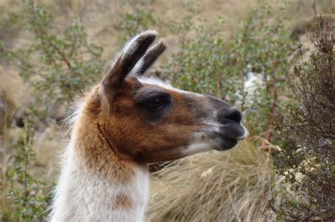 Muhammad Mudassar Roboflow Universe