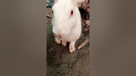 Cute Rabbit Enjoying 🐰🐇🐰🐇 Reels 😍 Rabbit Entertainment Viral Reels