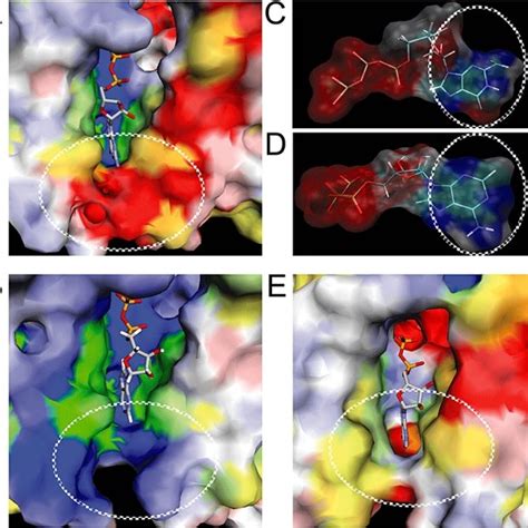 Electrostatic Surfaces Of Nucleotide Binding Region The Electrostatic Download Scientific