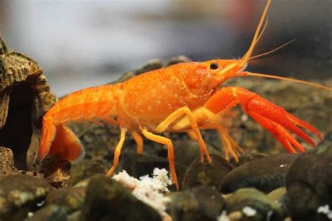 Dwarf Crayfish Care Guide Appearance Habitat And Breeding
