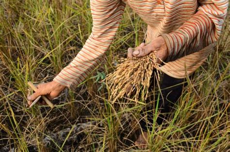 Cara Memanen Padi Secara Tradisional Dan Modern