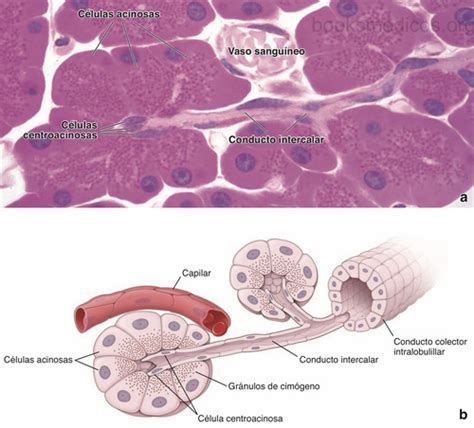 Histología Del Páncreas Quizlet