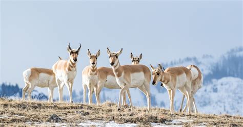 Wyoming Seeks Comments On Antelope Migration Corridor Gohunt The