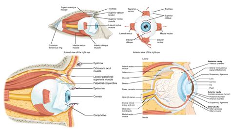 Structure Of Eye Structure And Function Of An Human Eye Seb Biology