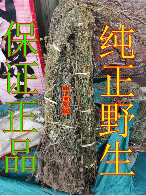 新货一枝黄花一支黄花黄花草百根草蛇头王500克包邮野生中草药材 虎窝淘