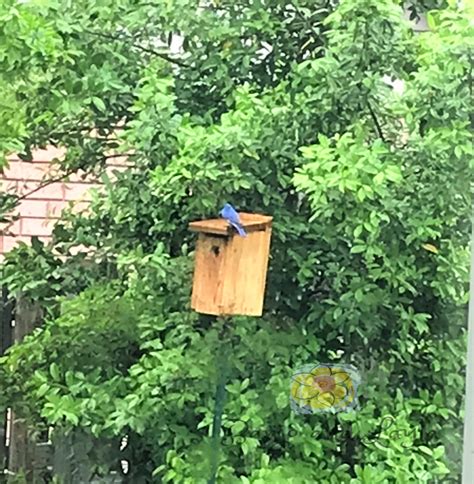 How To Attract Bluebirds To Your Yard