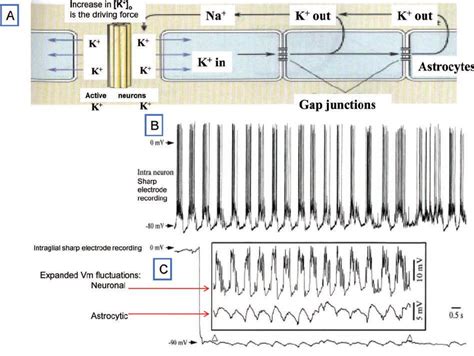 A Model Of Spatial Buffering See Text B Normal Intraneuronal Download Scientific Diagram