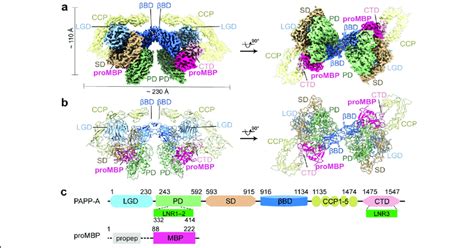 Cryo EM Structure Determination Of The PAPP AproMBP Complex A The Download Scientific Diagram