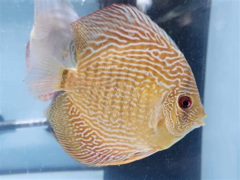 Snake Skin Rainforest Fish