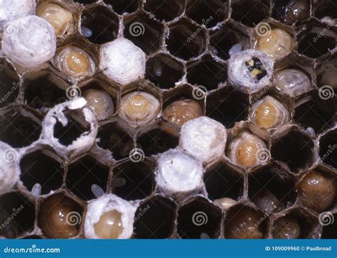 Avispa Que Bebe De La Fuente Del Agua Dulce Foto De Archivo Imagen De