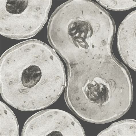 Skin Stem Cells Eurogct