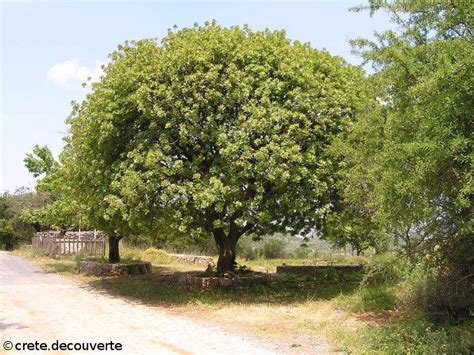 Best Trees For Central Texas Images On Pinterest Central Texas Plant And Salem S Lot