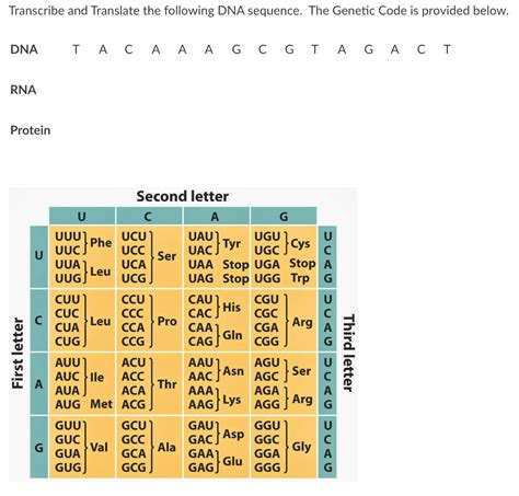 Solved Transcribe And Translate The Following DNA Sequence Chegg
